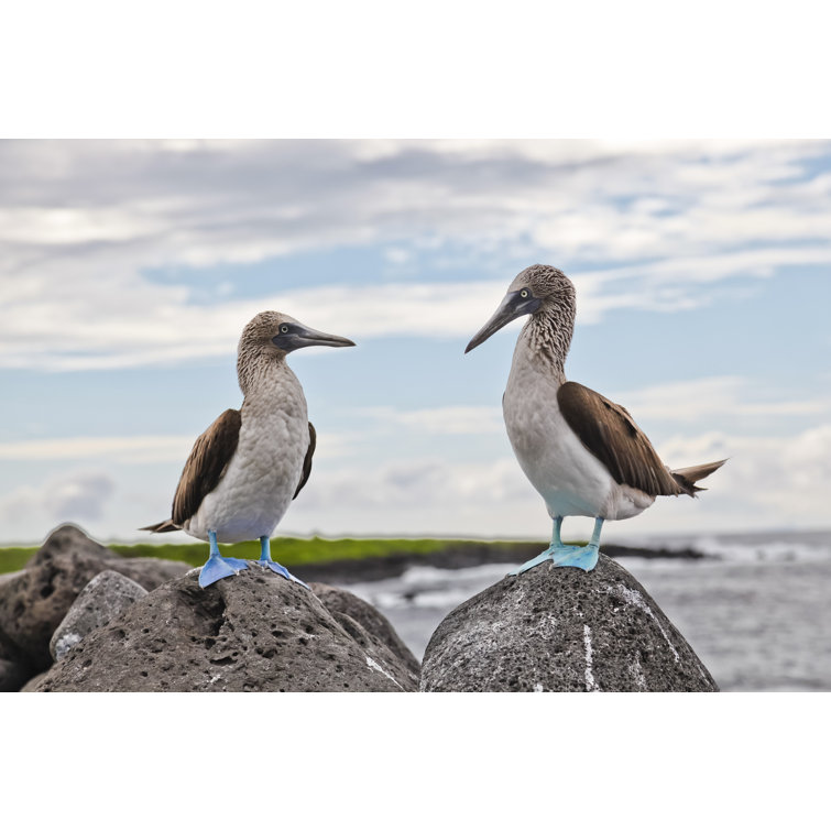 Highland Dunes Blue-Footed Booby - Wrapped Canvas Photograph | Wayfair