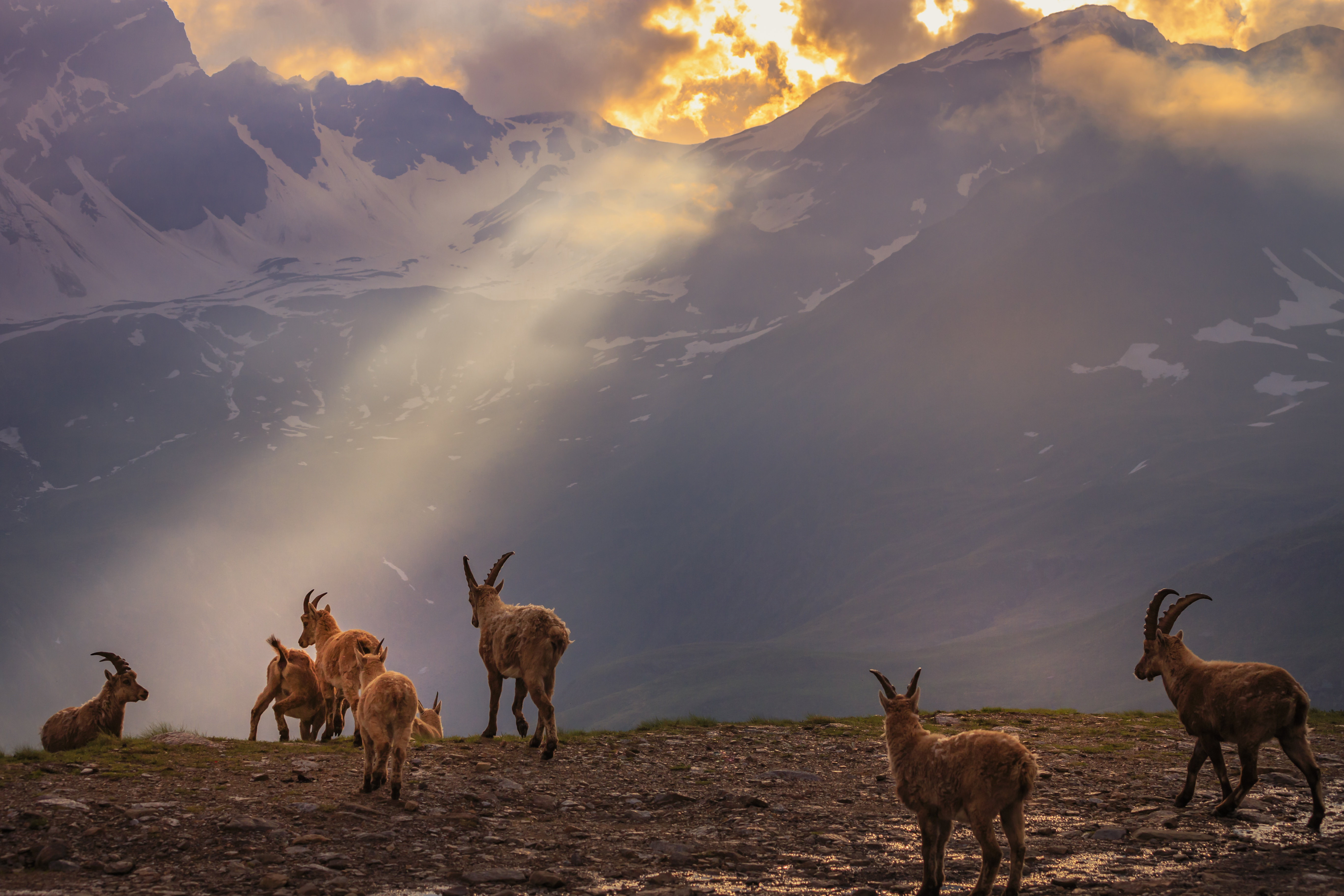 17 Stories Alpine Ibex by Agustavop - Wrapped Canvas Art Prints ...