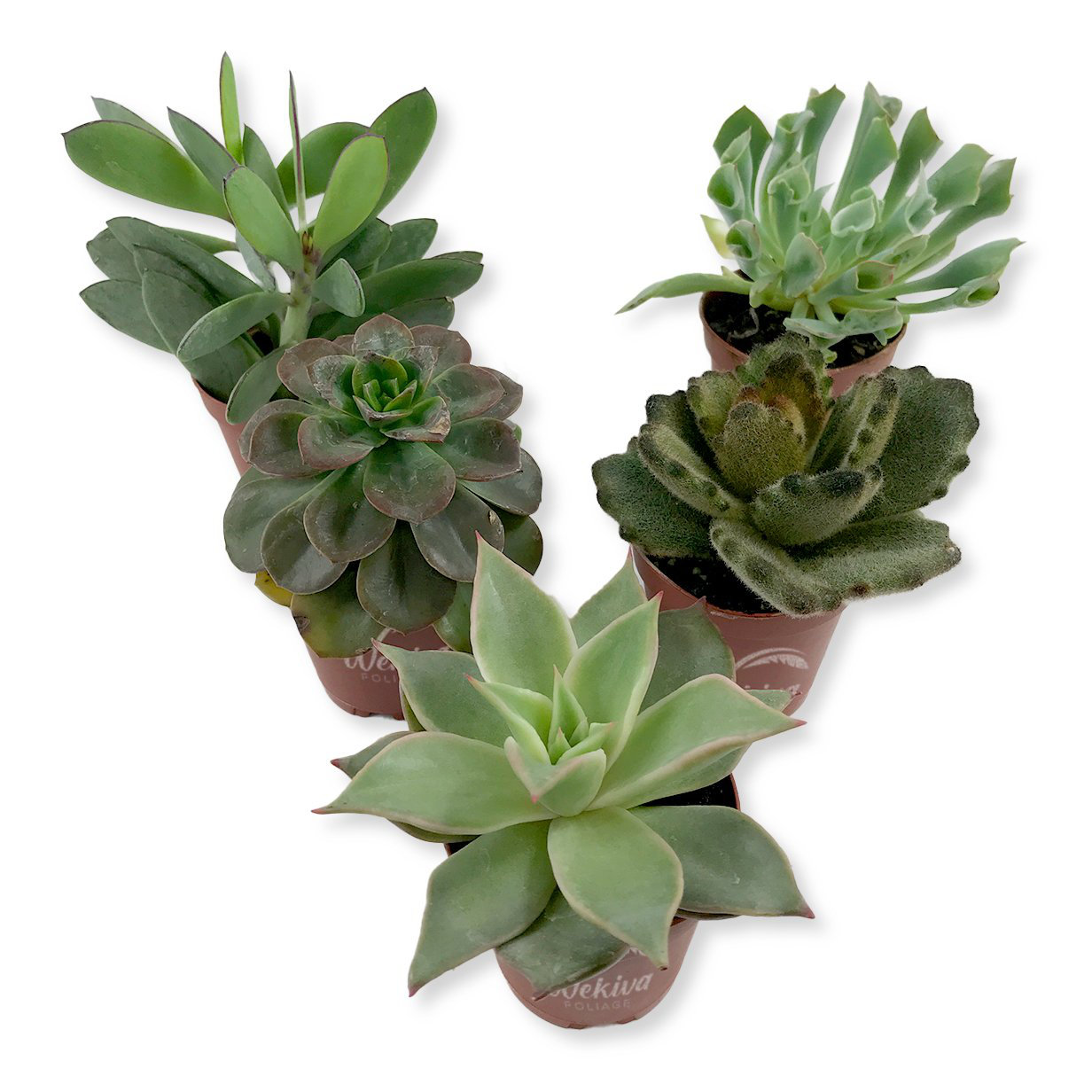 Wekiva Foliage LLC Succulent Variety Pack - 5 Live Starter Plants in 2 ...