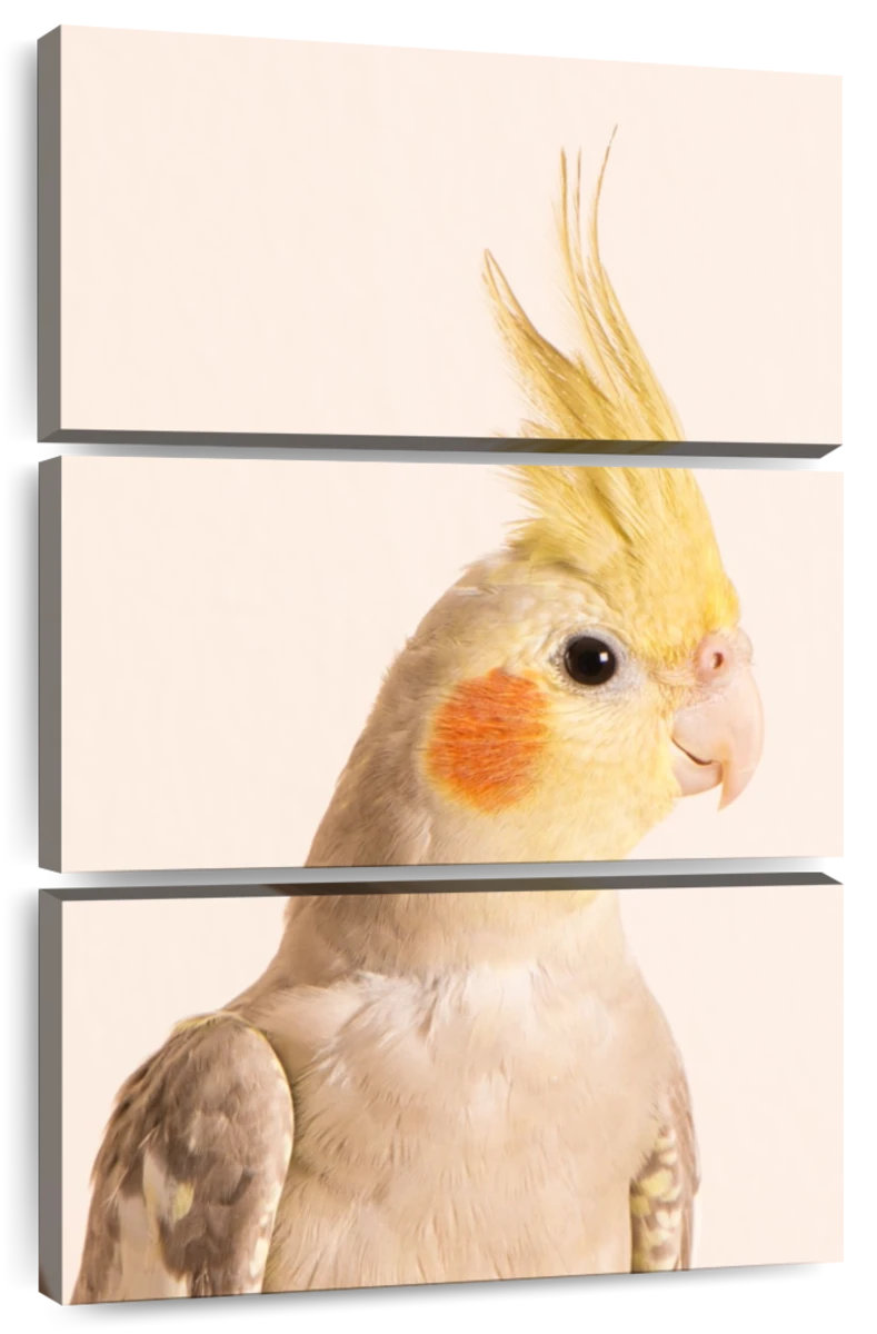 Ebern Designs Brampt Smiling Cockatiel | Wayfair