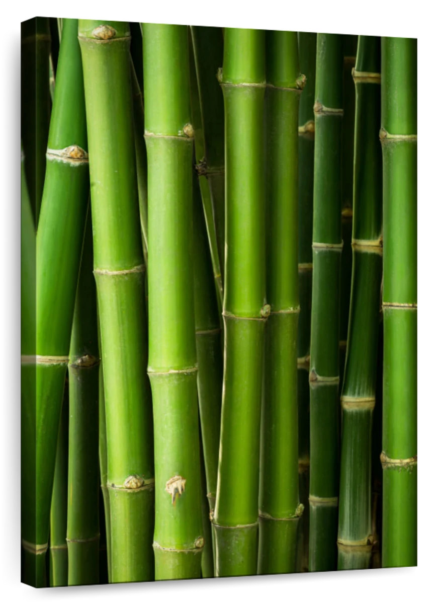 Lark Manor Harnek Bamboo Trunks - Wayfair Canada