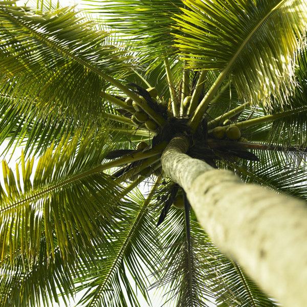 Bay Isle Home Palm Tree With Coconuts On Canvas by Egorr Print | Wayfair
