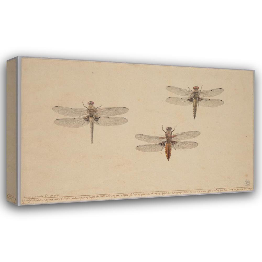 Lark Manor™ "Three Dragonflies" by Rochus Van Veen - Gallery Wrap ...