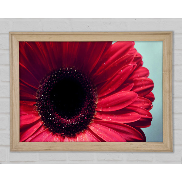 Ebern Designs Gerbera Flower Deep Red - Single Picture Frame Print ...