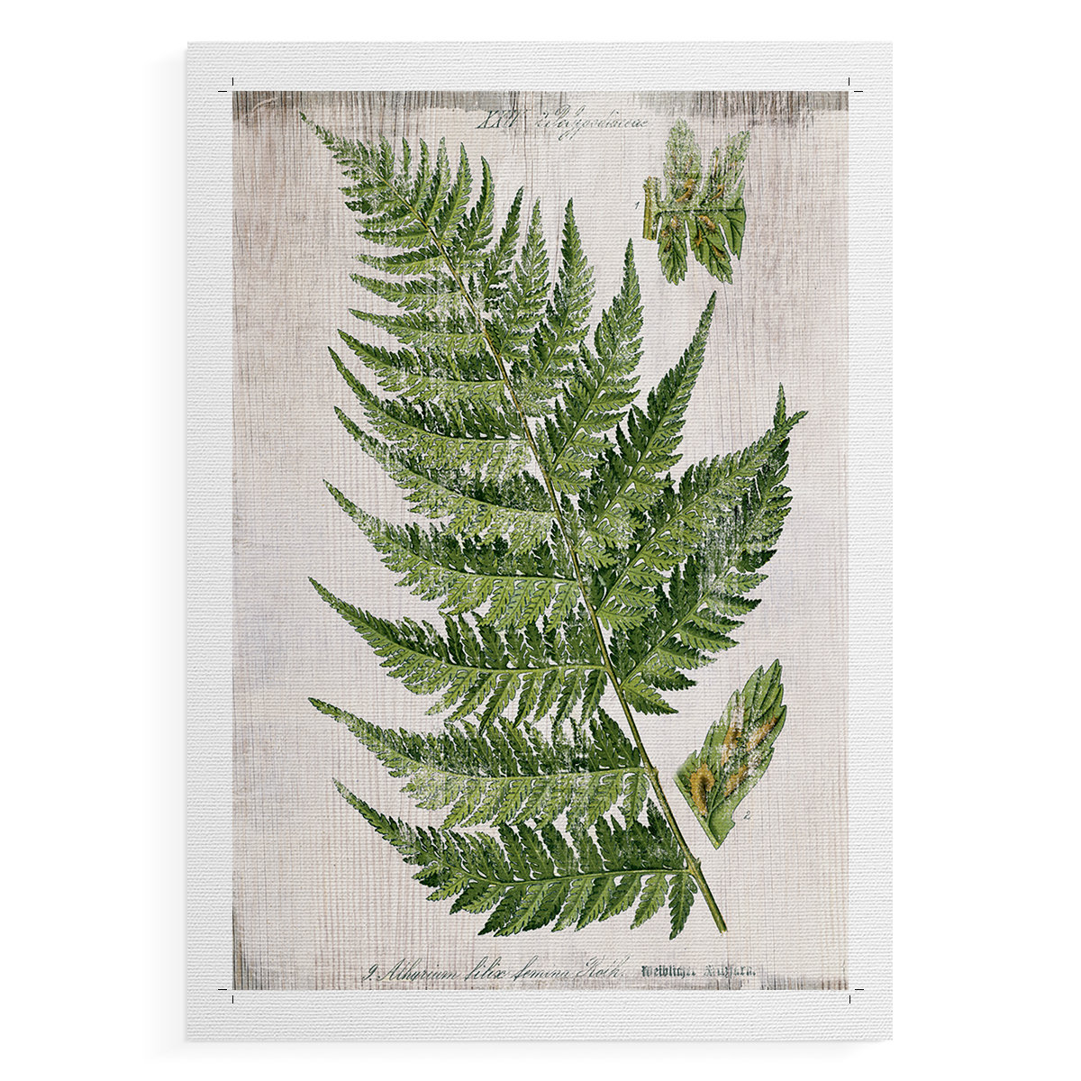 One Allium Way® Greenhouse Fern II -Canvas Print Only - NOT FRAMED ...