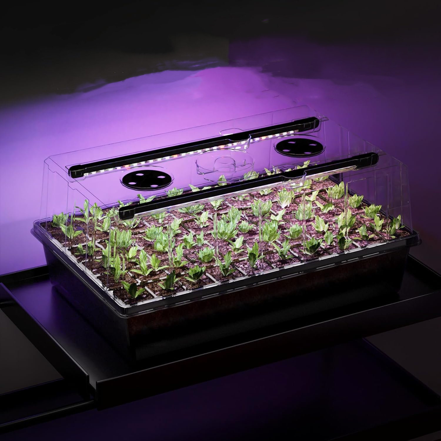 MASMIO 60-Cell Self-Watering Seed Starter Tray with Grow Light ...