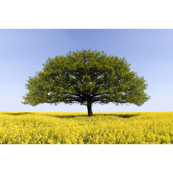 17 Stories Eichenbaum der Einsamkeit von PeterAustin - Druck | Wayfair.de