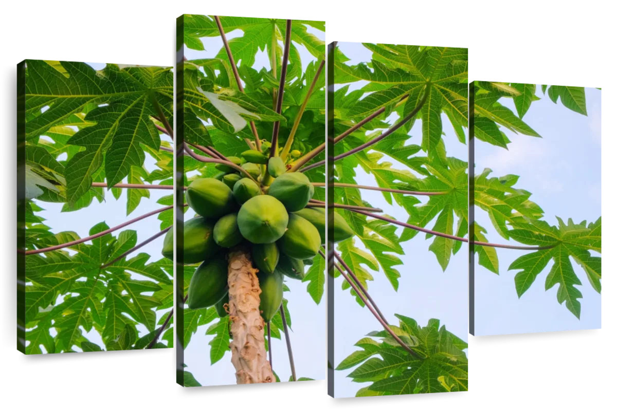 Hokku Designs Papaya Tree | Wayfair