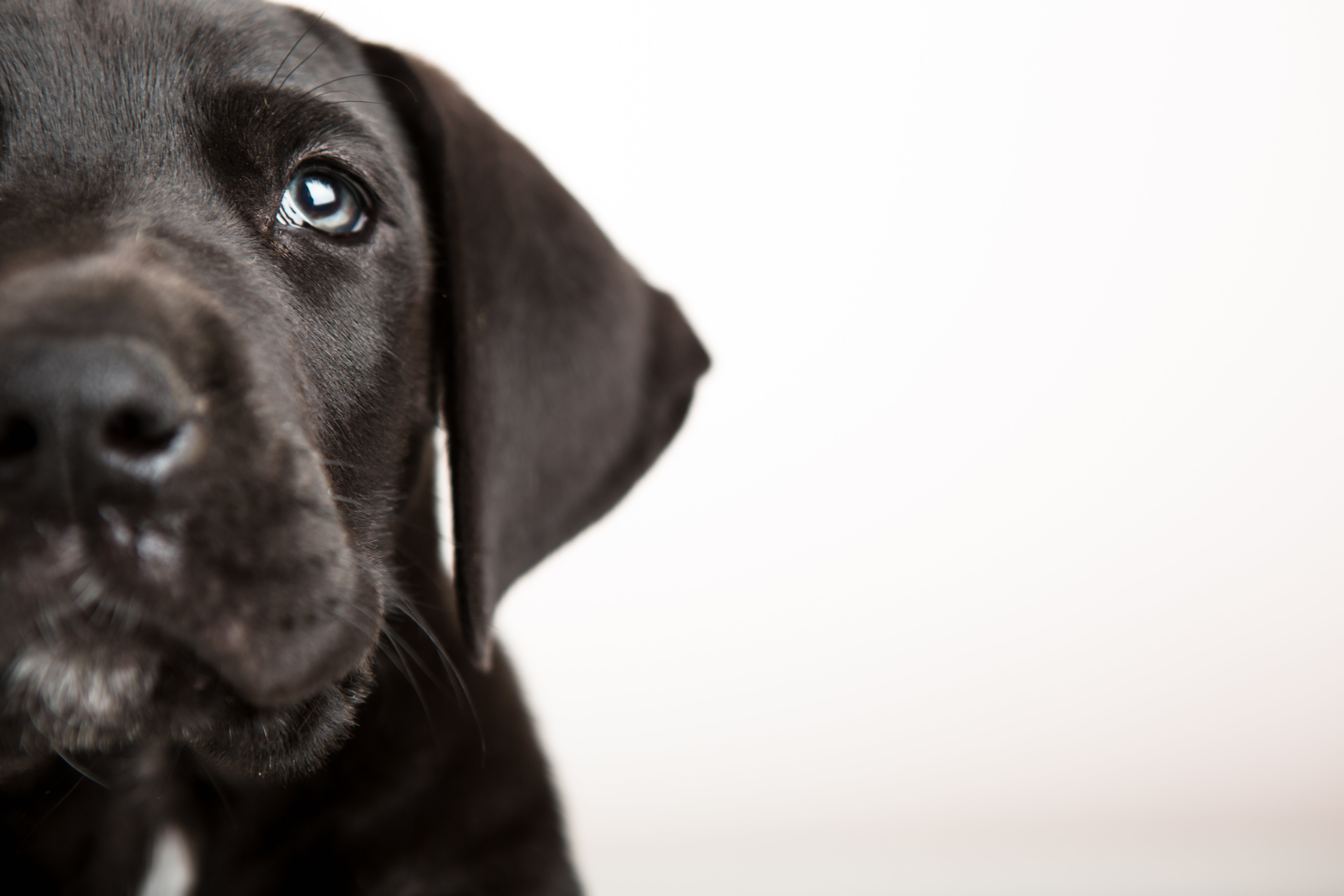 Ebern Designs Black Puppy Face by Christopherbernard | Wayfair