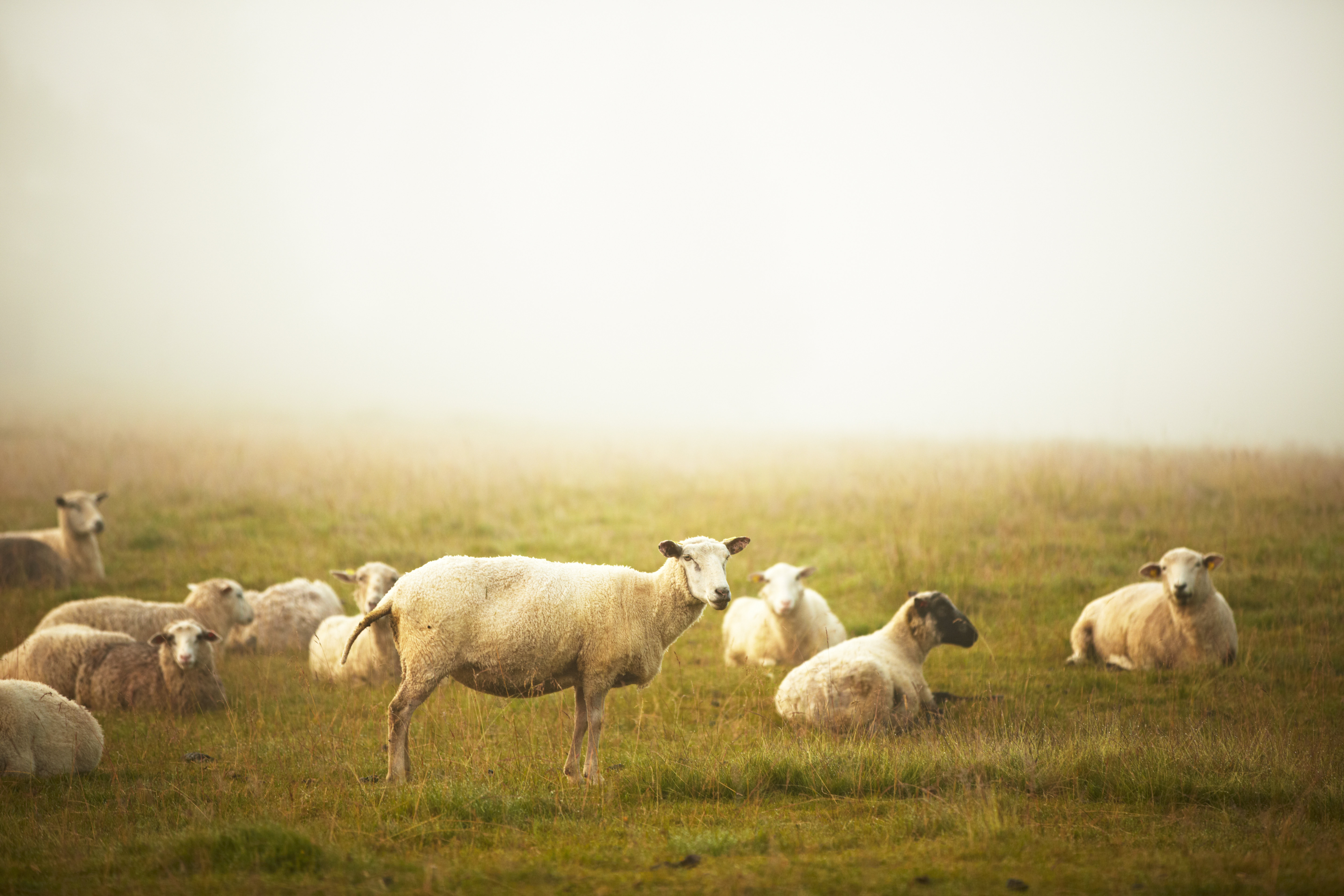 Brambly Cottage Sheep On Farm by Chalabala - Wrapped Canvas Photograph ...