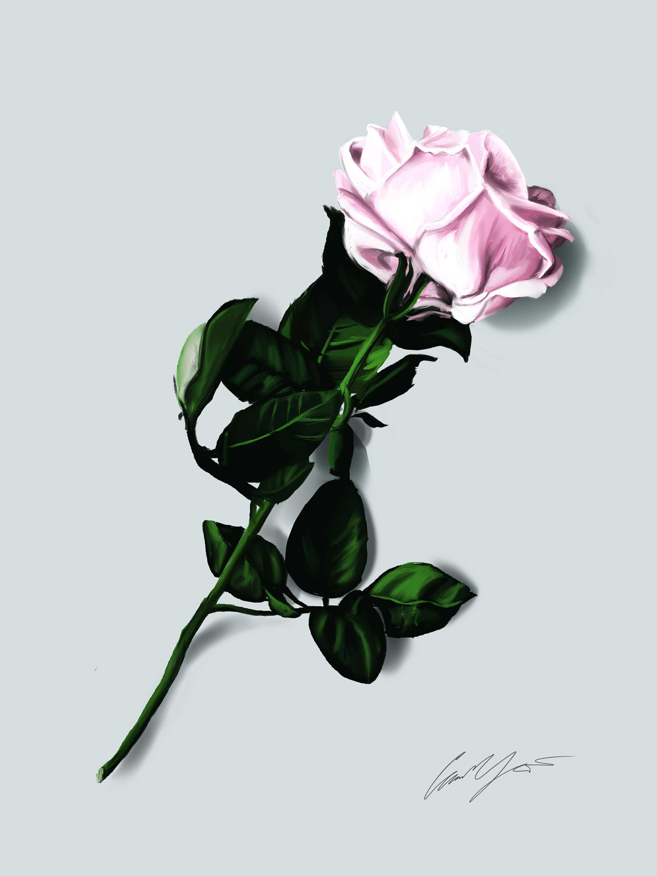 House of Hampton® Pale Pink Rose Stem - Wrapped Canvas Print | Wayfair