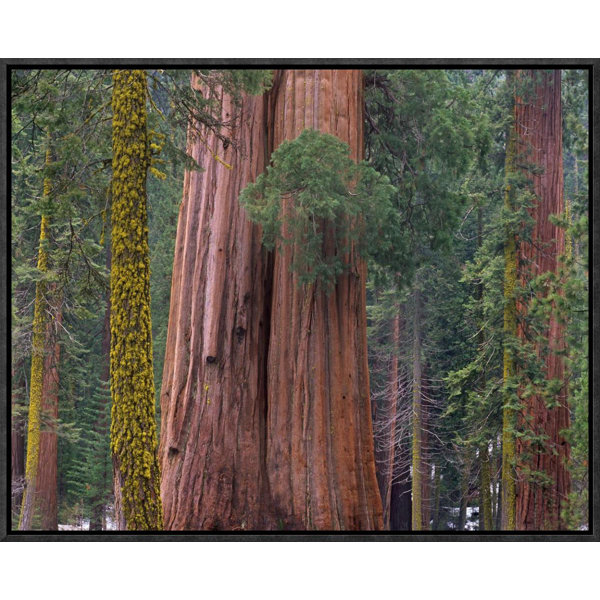 Global Gallery Giant Sequoia Trees, California by Tim Fitzharris Framed ...