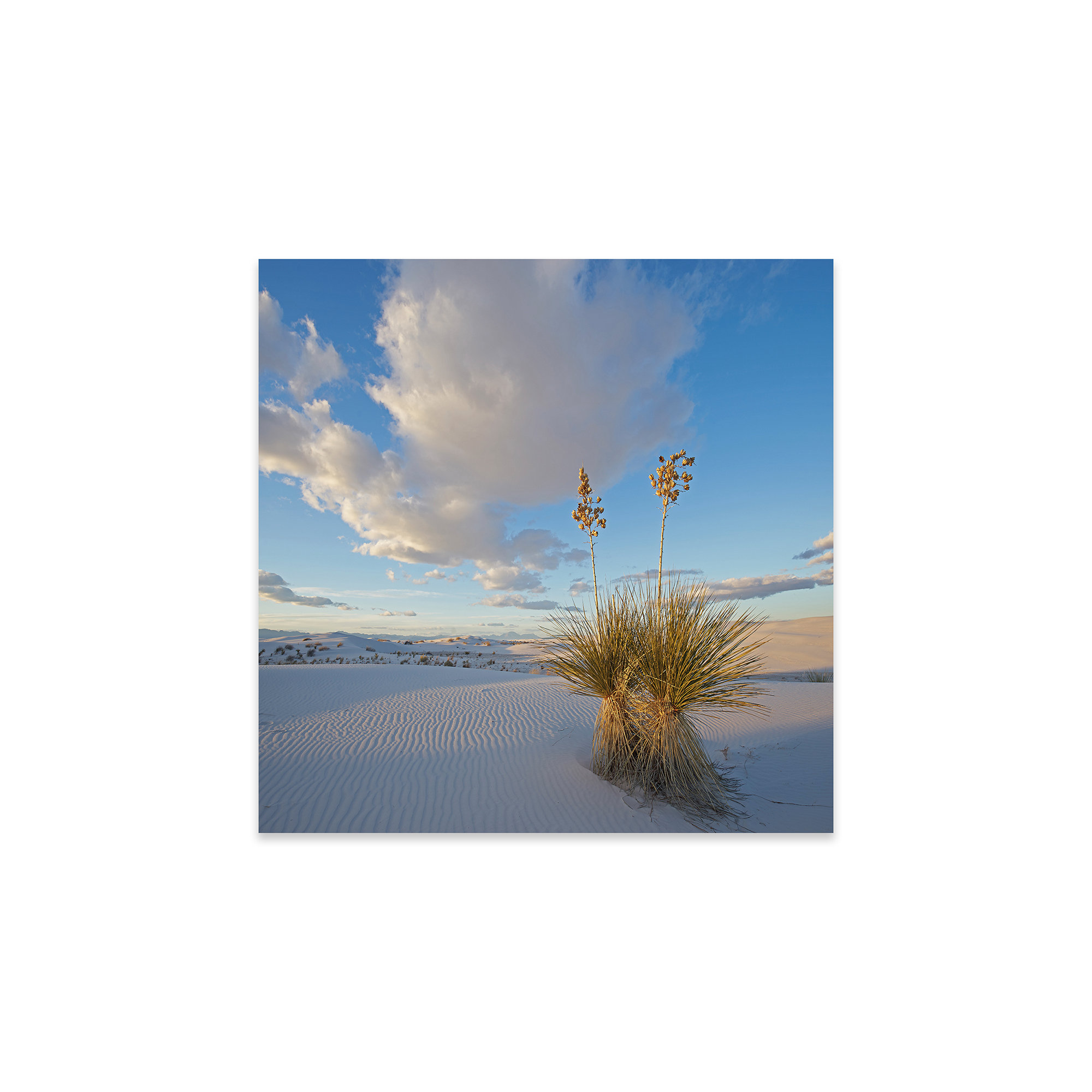 Highland Dunes Agave, White Sands , New Mexico On Plastic/Acrylic by ...