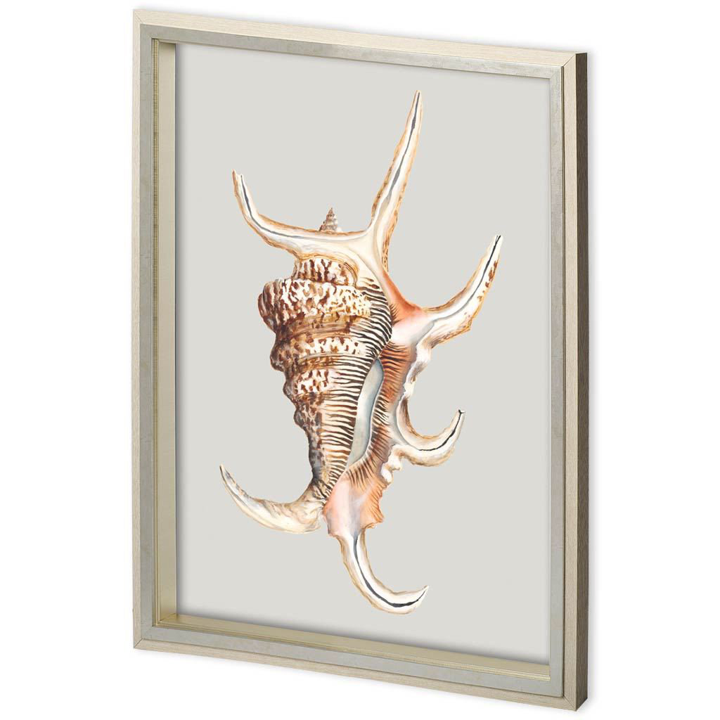 Rosecliff Heights Custom Spider Conch - Single Picture Frame Print ...