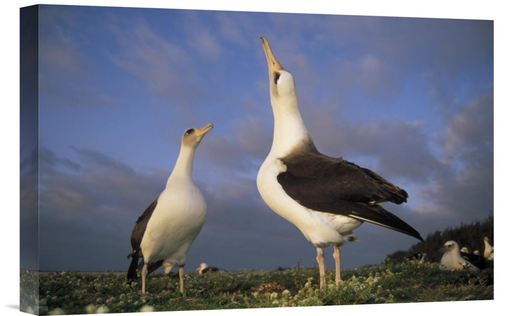 East Urban Home 'Laysan Albatross Courtship Dance, Midway Atoll, Hawaii ...