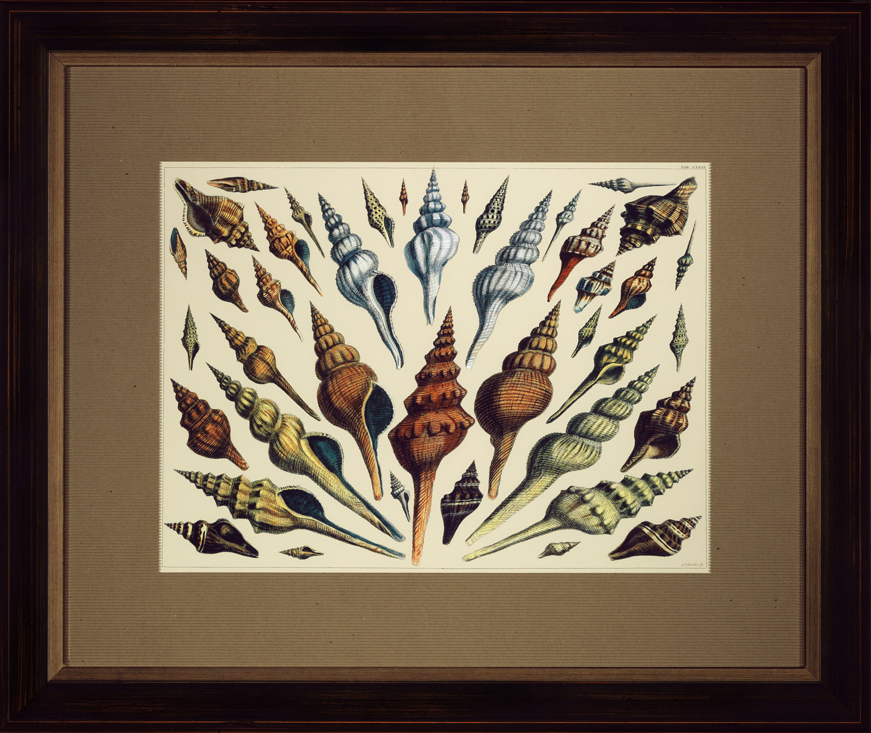 Wendover Art Group Shell Diagram " Shell Diagram III " - Wayfair Canada