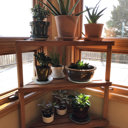 Red Barrel Studio® Turrella Plant Stand & Reviews | Wayfair