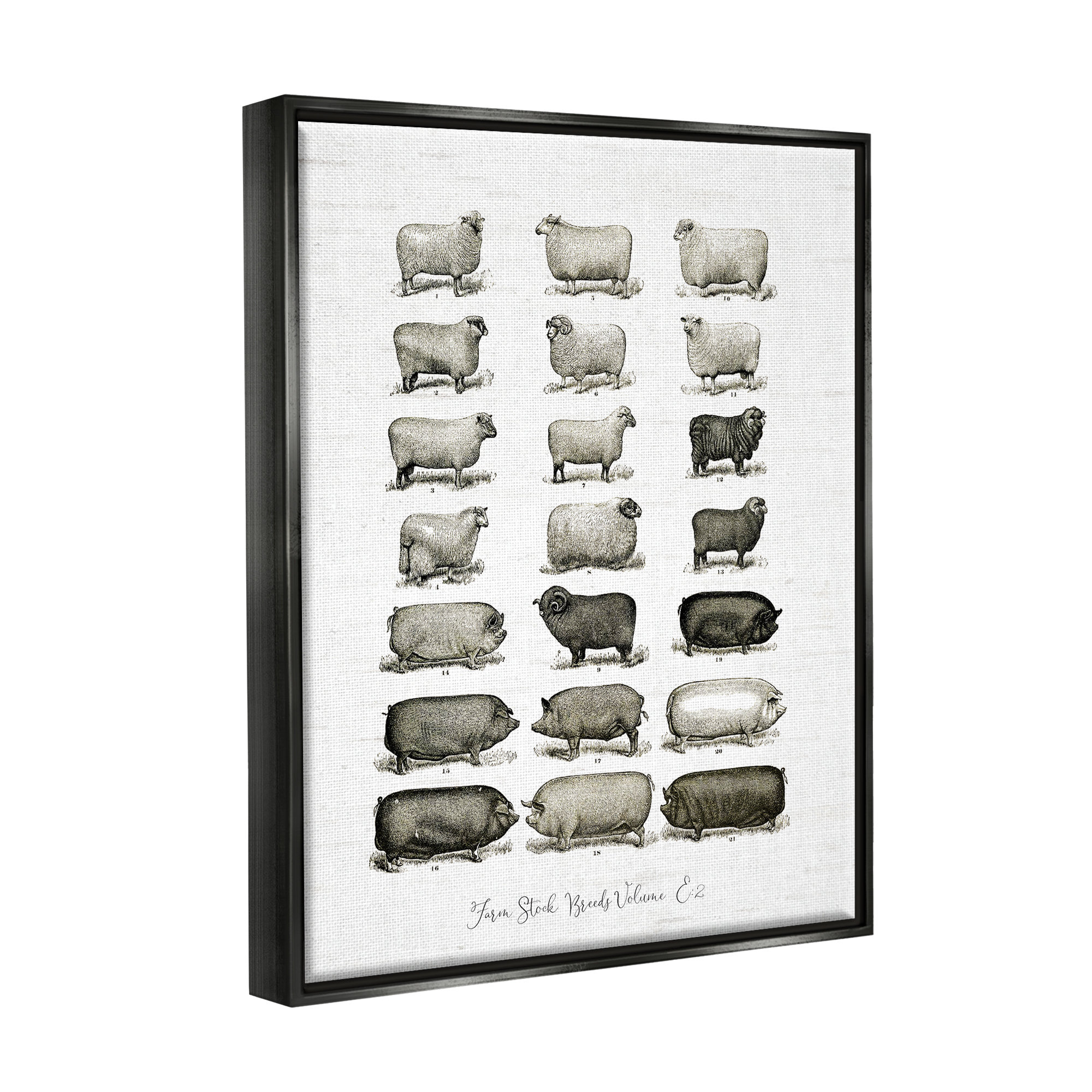 Stupell Industries Farm Animal Breeds Pigs Sheep Diagram Chart Canvas ...