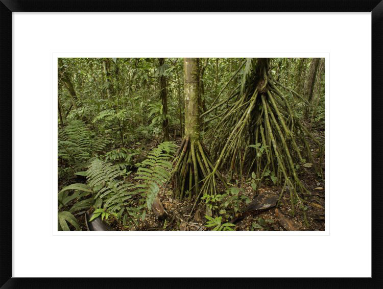 Global Gallery 'Stilt Roots on The Rainforest' Framed Photographic ...