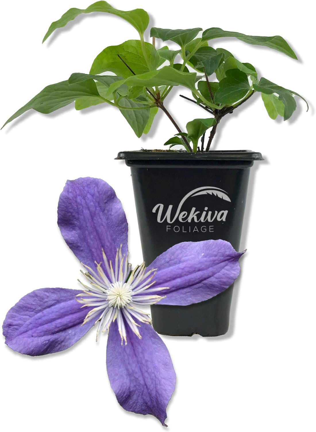 Wekiva Foliage LLC Clematis Arabella - 3 Live Starter Plants in 2 Inch ...
