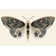 Rosalind Wheeler " Neutral Moth II " by Victoria Barnes | Wayfair