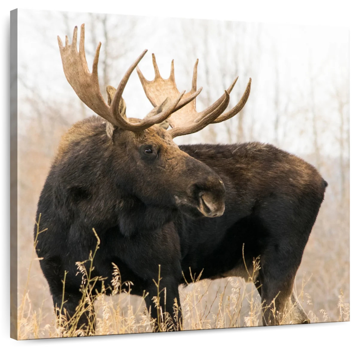 Ebern Designs Brampt Wyoming Moose | Wayfair