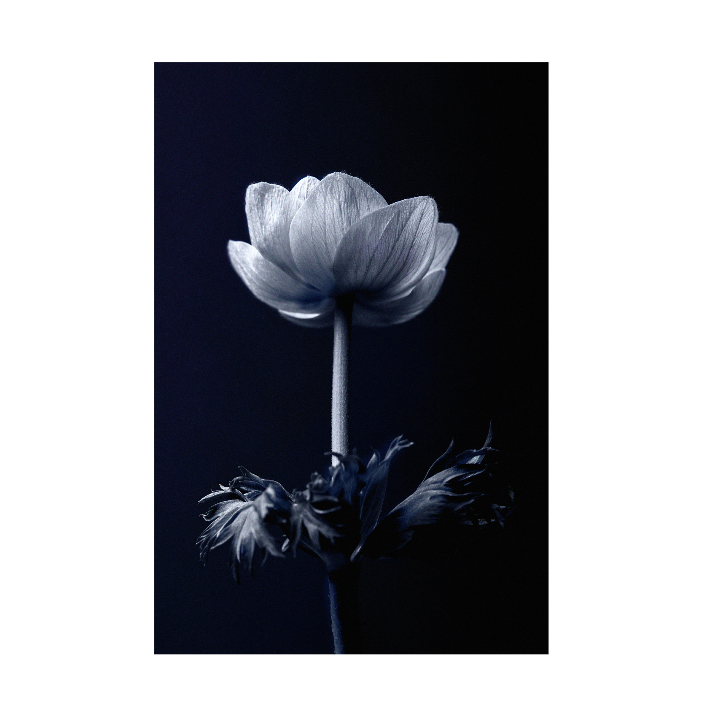 Ebern Designs Incado 'Single Flower' Canvas Art - Wayfair Canada