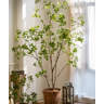 Primrue Gant Artificial Japanese Enkianthus Tree & Reviews | Wayfair