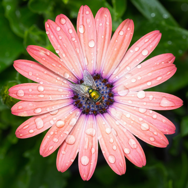 17 Stories Green Bottle Fly by Luc Pouliot - Wrapped Canvas Art Prints ...