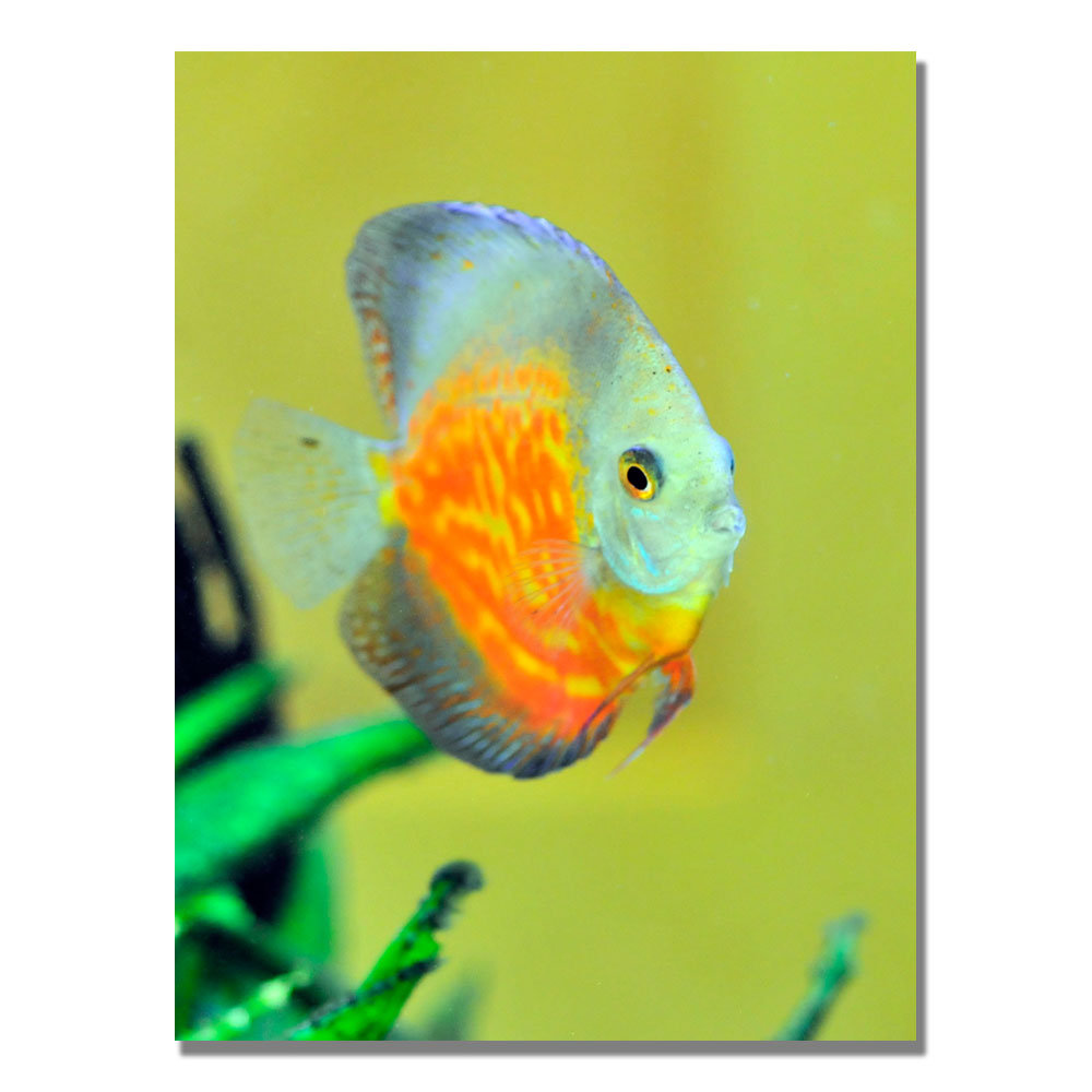 Beachcrest Home™ 'Tropical Fish Golden' by Kurt Shaffer Photographic ...