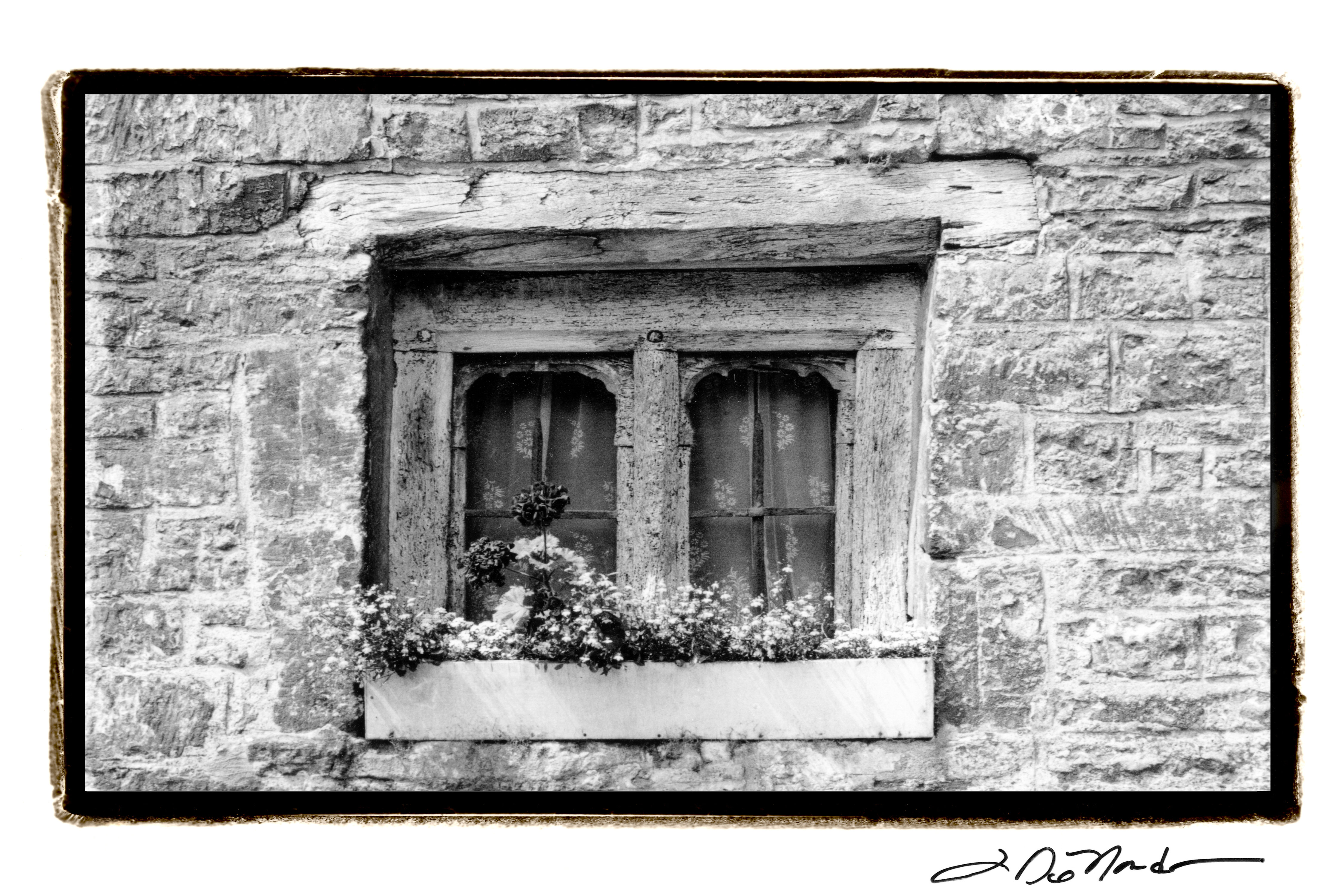 August Grove Window Flowers by Laura DeNardo - Wrapped Canvas Art ...