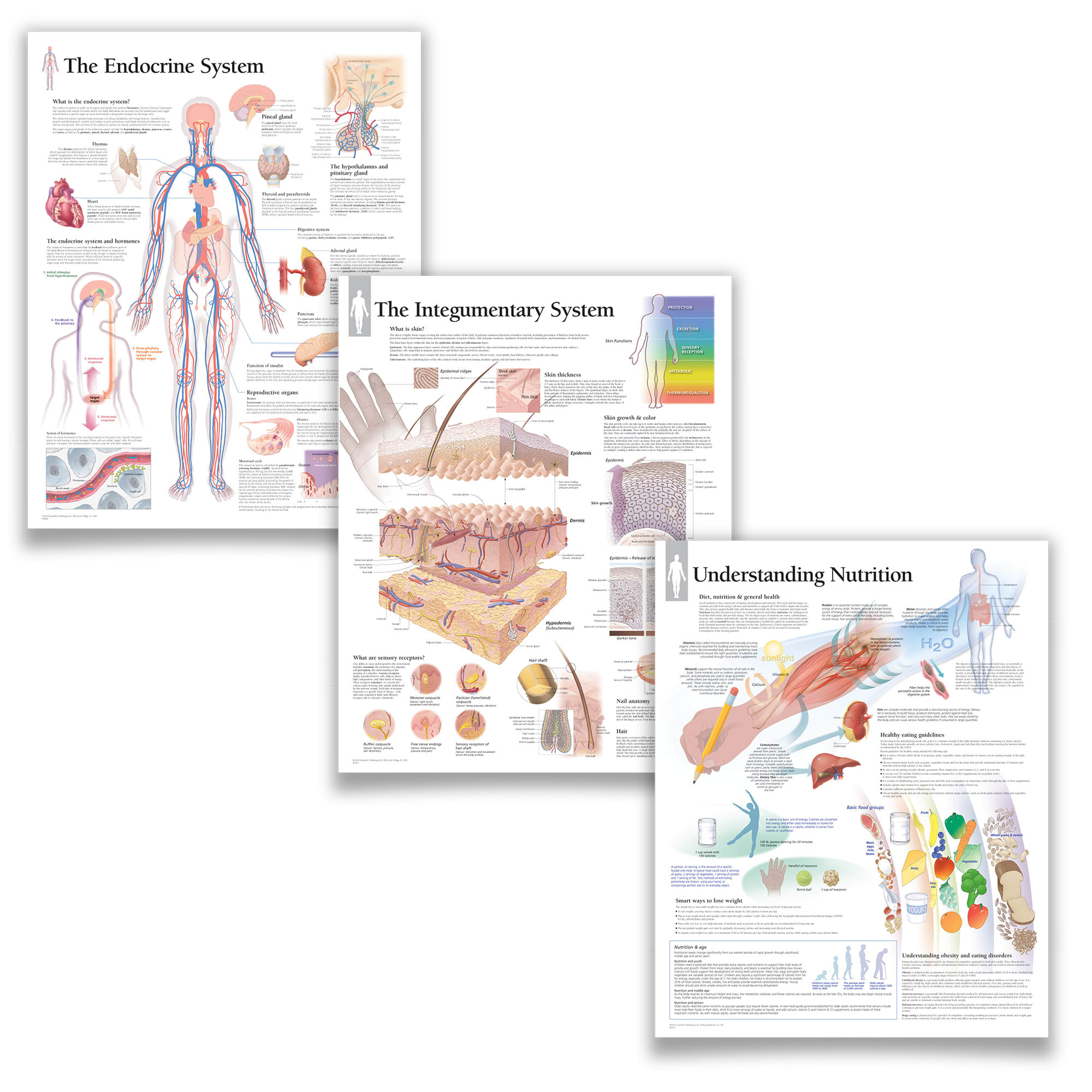Endocrine System Chart Kids