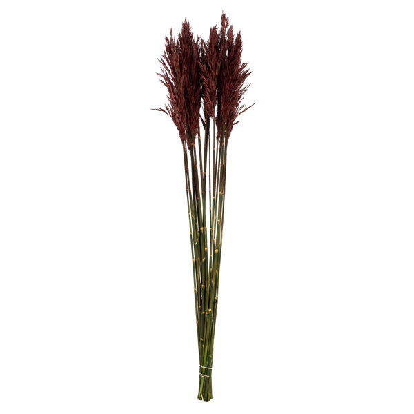 Freeport Park® Zellmer 36" Plume Reed Bundle (15-20 stems), Preserved ...