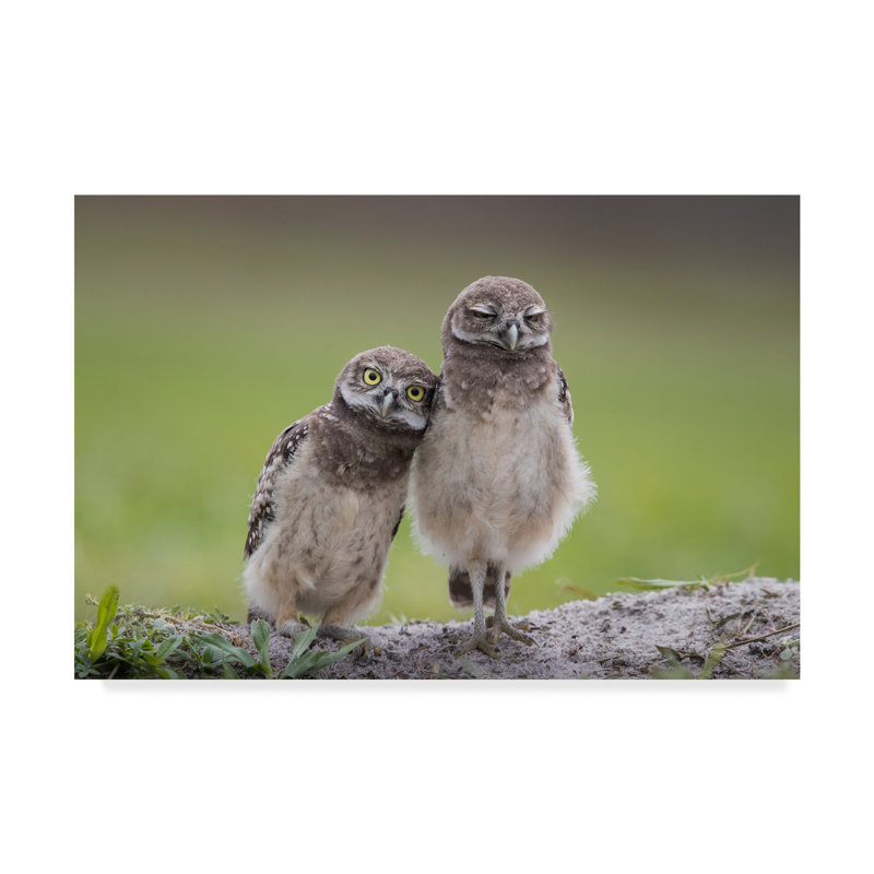 Trademark Art 'Friends Owls' Photographic Print on Wrapped Canvas ...