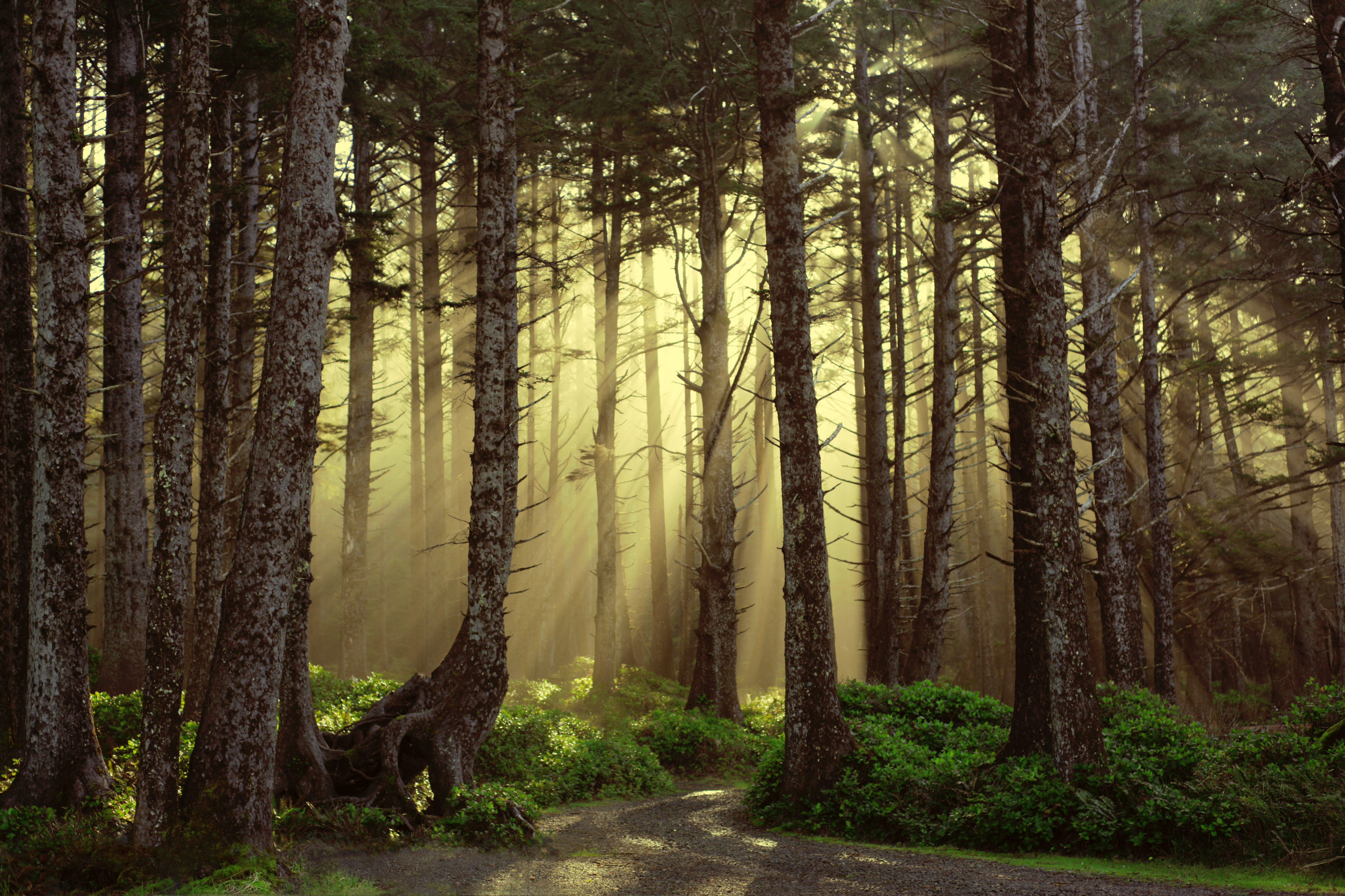 Millwood Pines Lit Forest - Wrapped Canvas Photograph | Wayfair