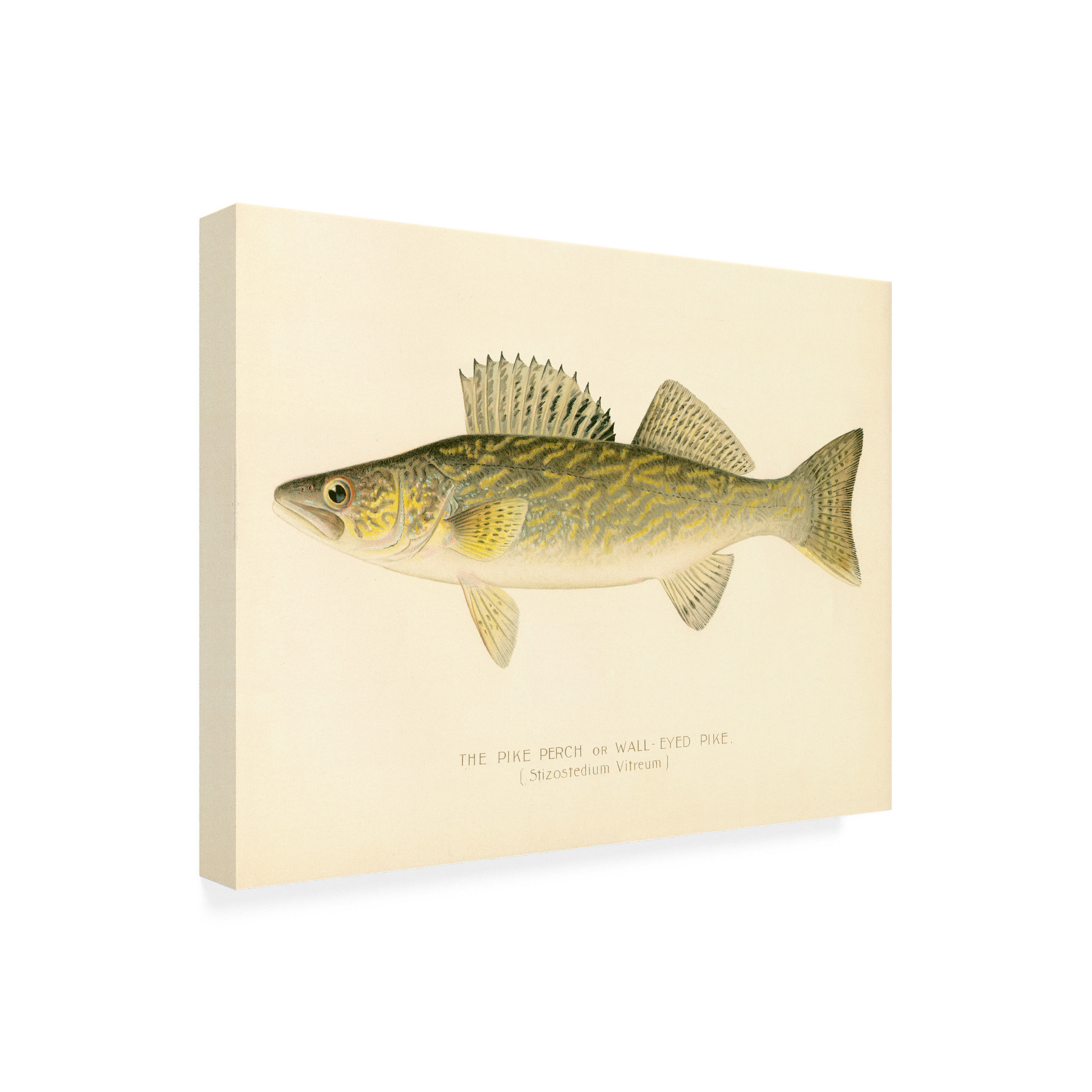 Highland Dunes Print Collection 'Pike Perch' Canvas Art - Wayfair Canada