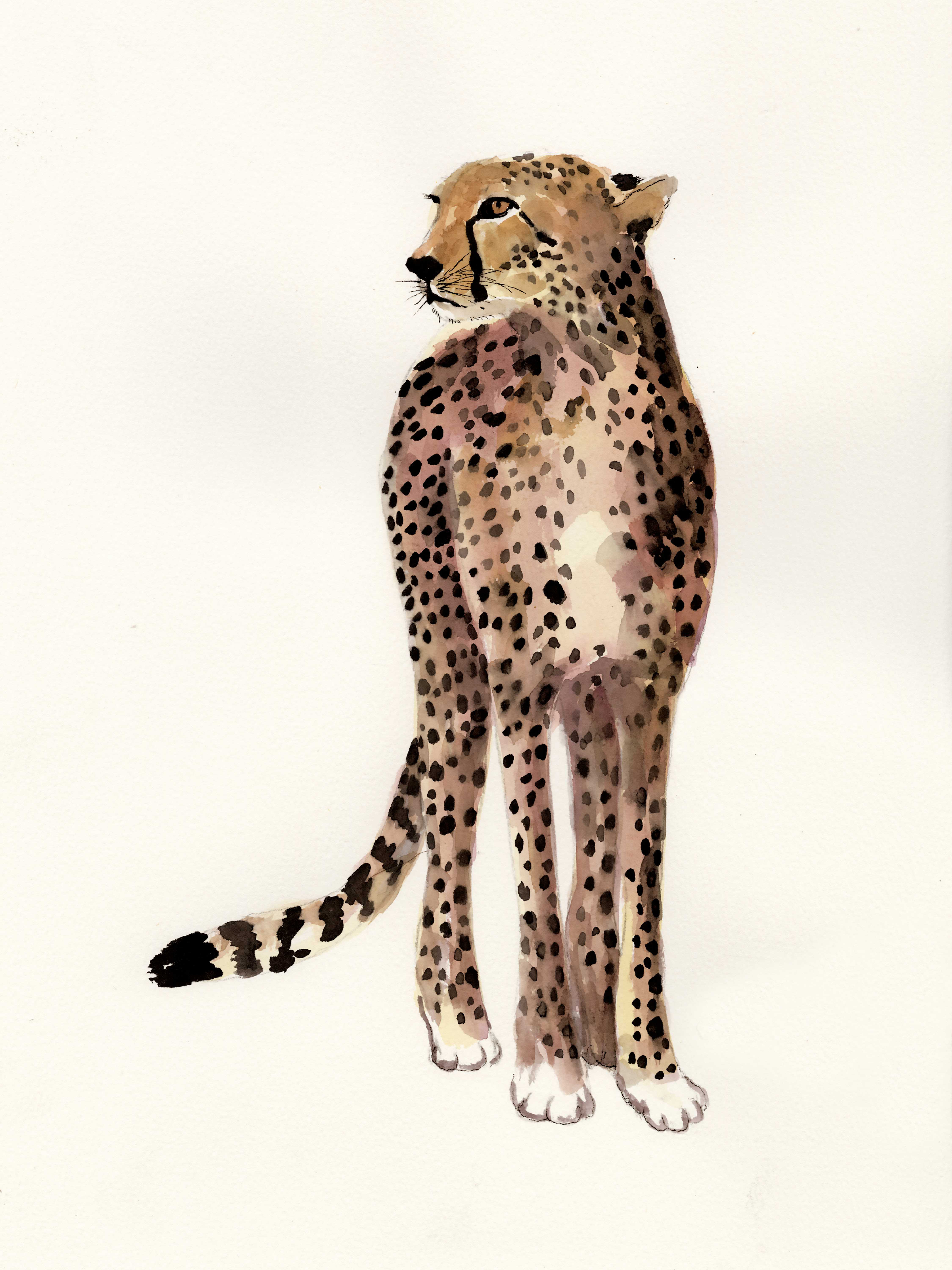 Bungalow Rose Cheetah 3 - Wrapped Canvas Print | Wayfair