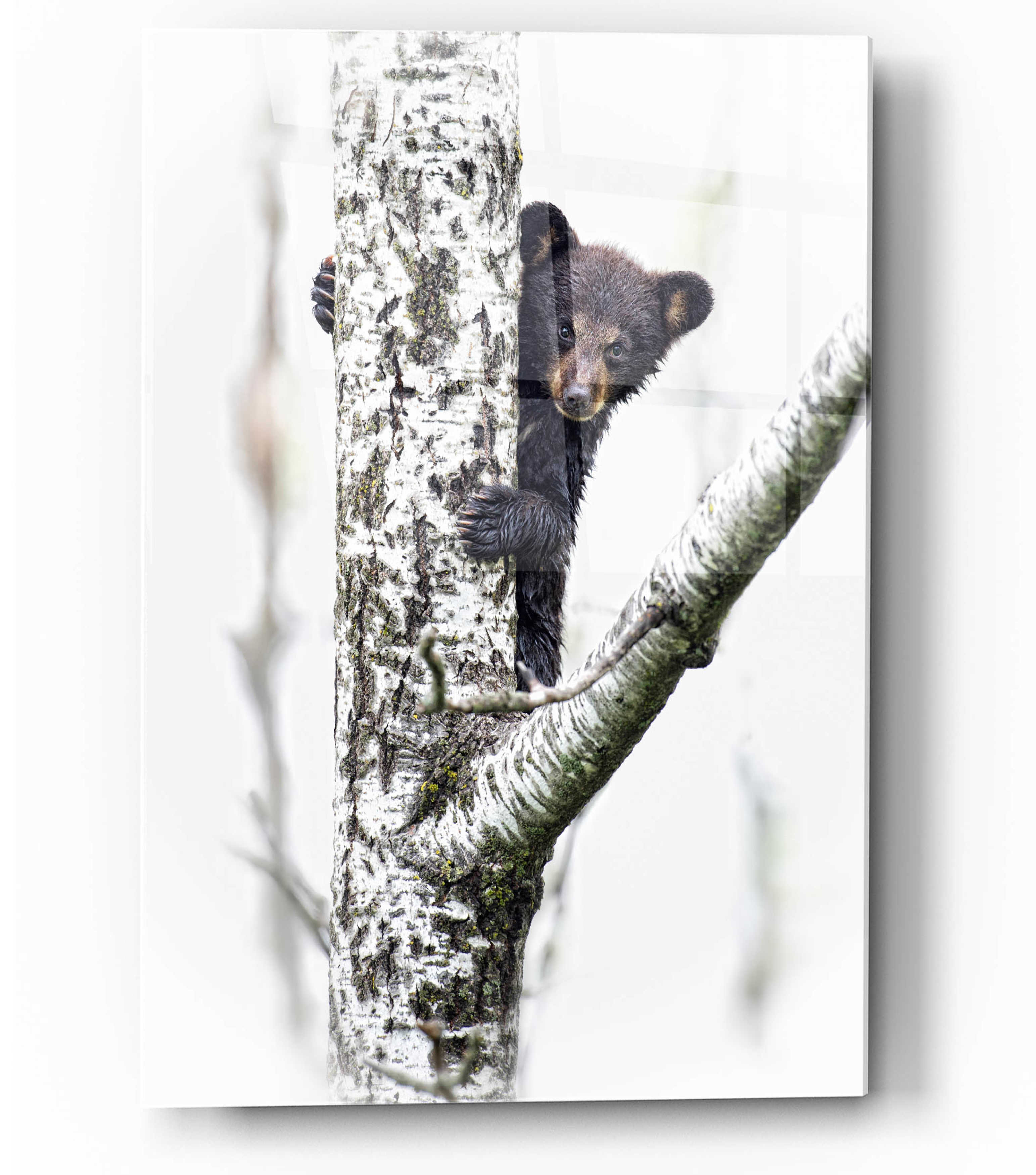 Millwood Pines Bears at Play V by PH Burchett - Unframed Painting | Wayfair