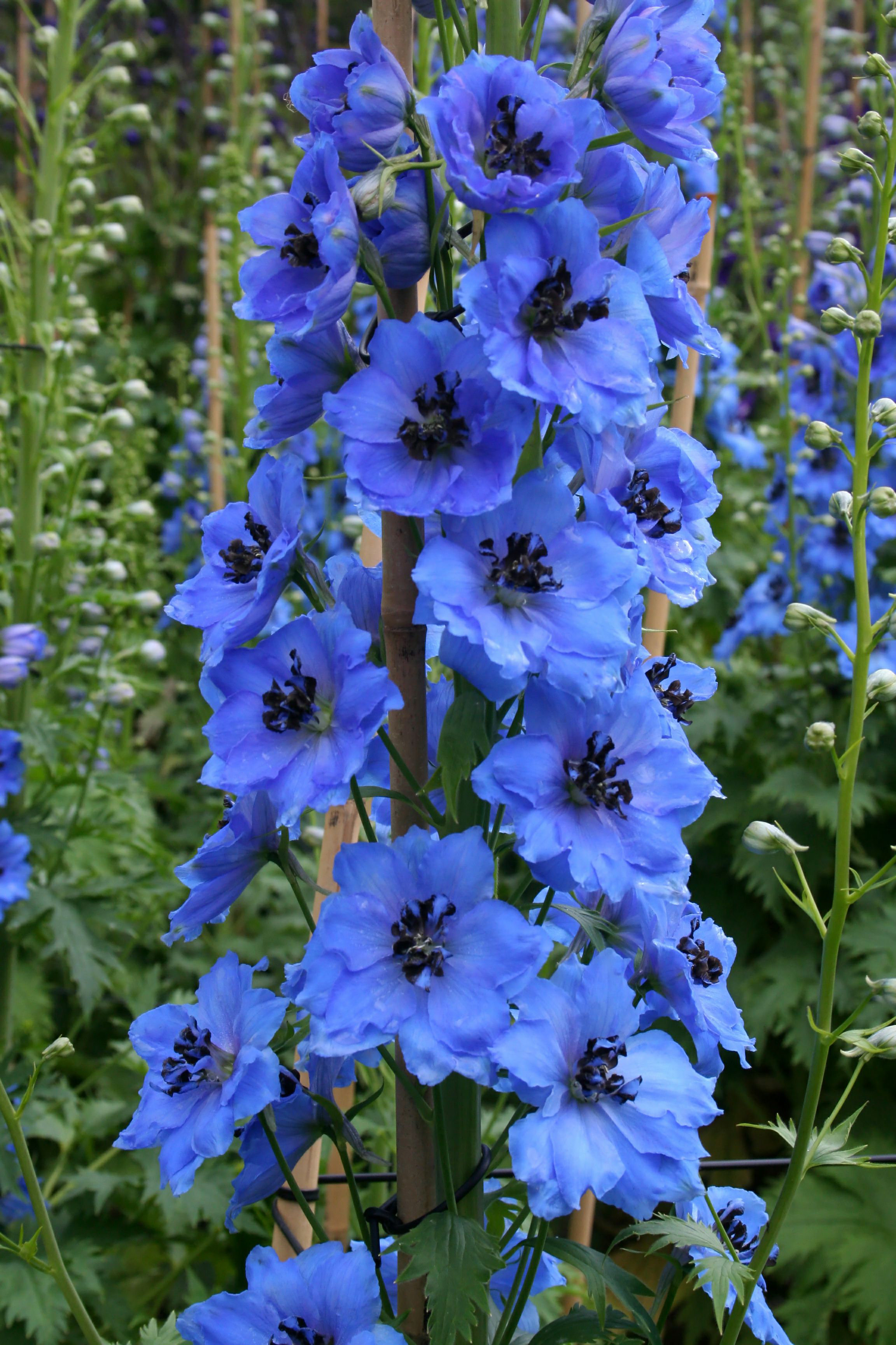 Ebern Designs Brison Bright Blue Delphinium Spike by - Wrapped Canvas ...