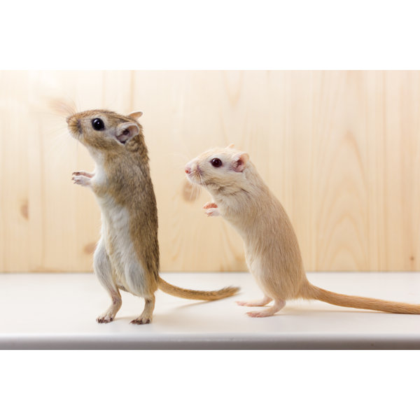 Latitude Run® Gerbil - Cute Pet by Svetlanistaya - Wrapped Canvas ...