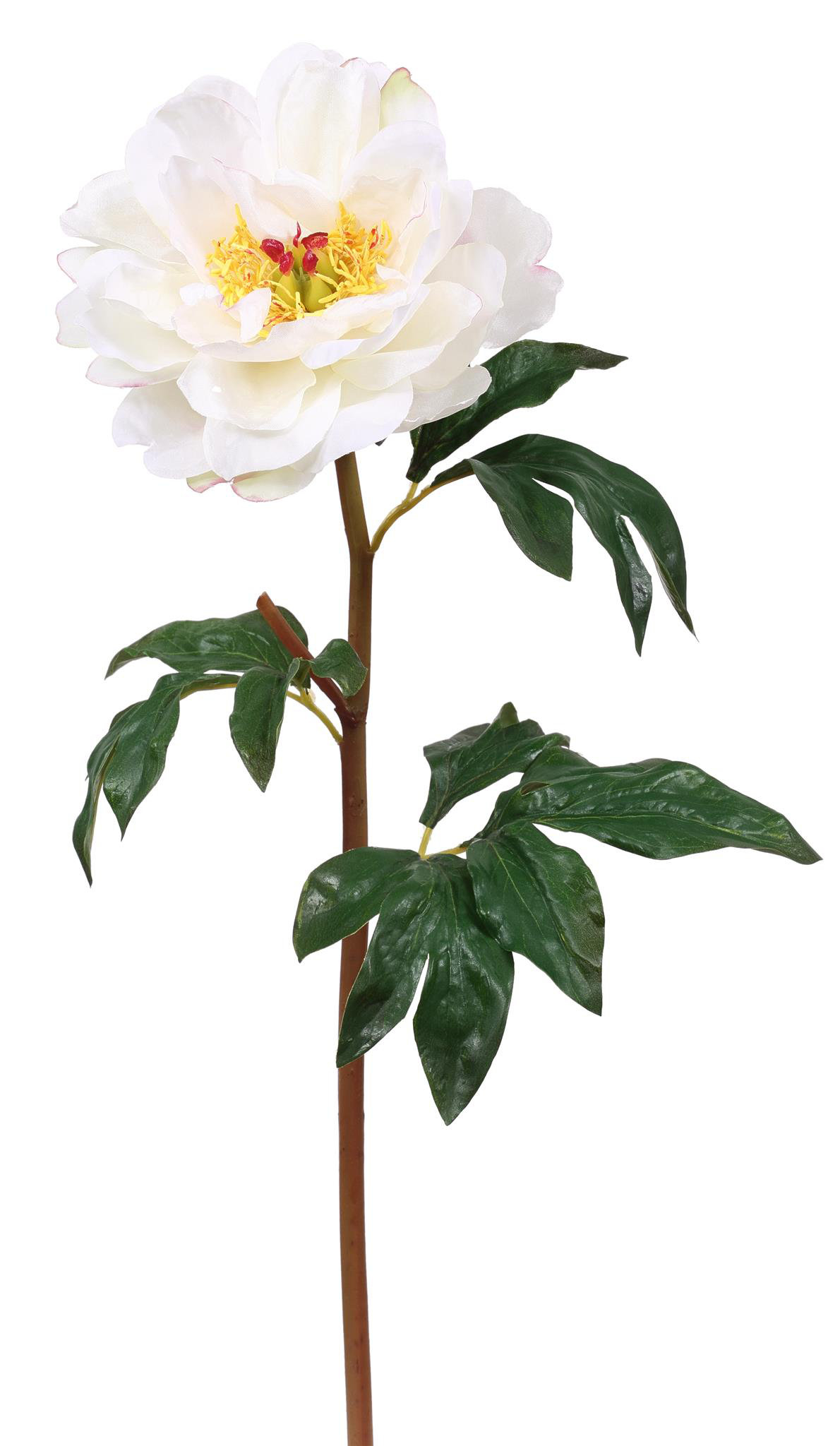 Darby Home Co PEONY SINGLE SHORT STEM | Wayfair
