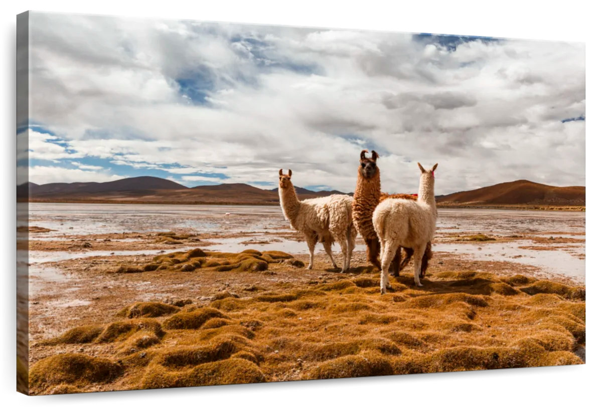 Ebern Designs Desert Alpacas - Wayfair Canada