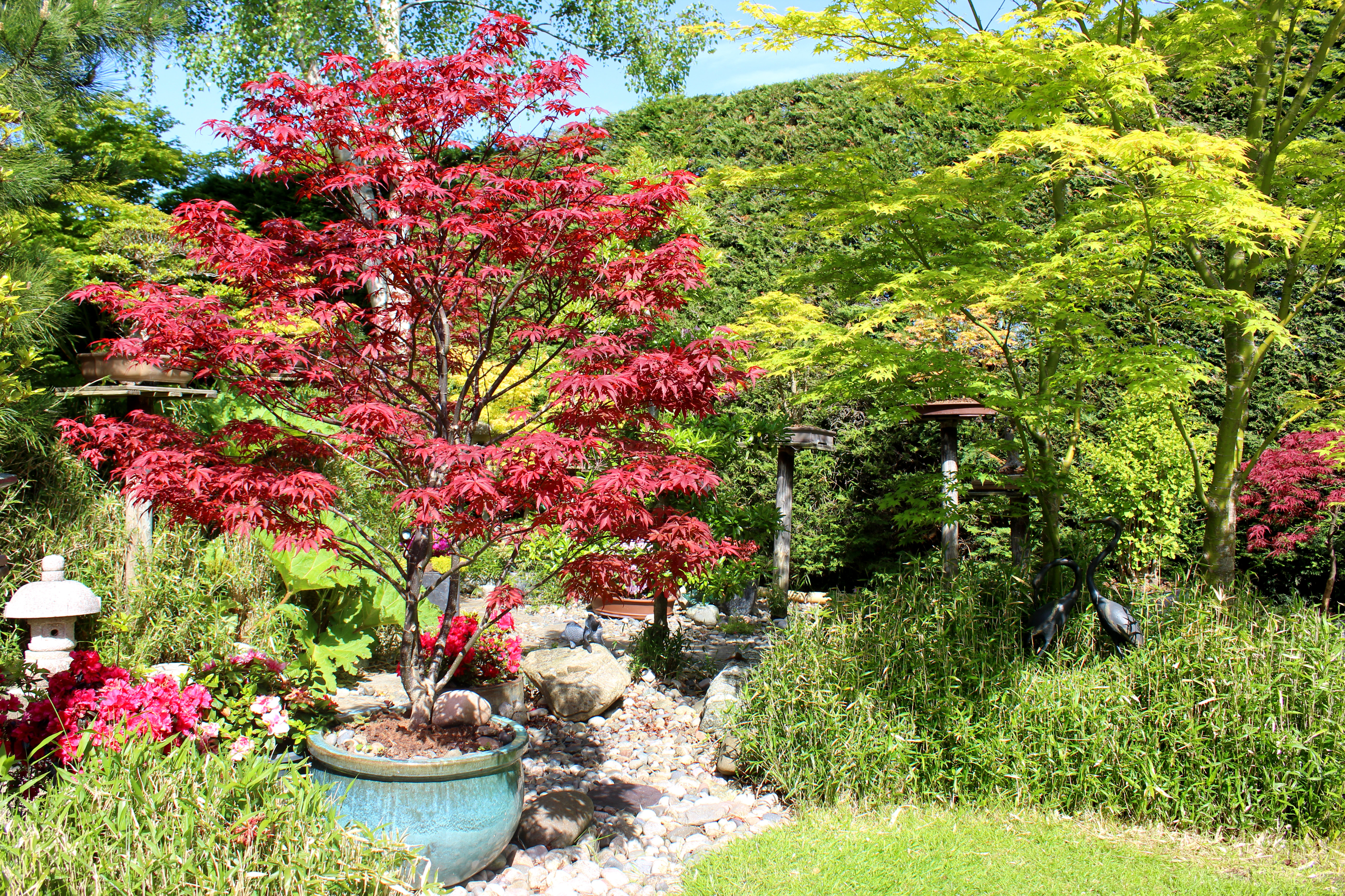 17 Stories Image Of Japanese Garden With Red / Green Maples (Acer ...