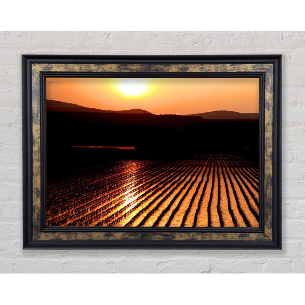 Bright Star Sunset Over The Wheatfield - Single Picture Frame Art ...