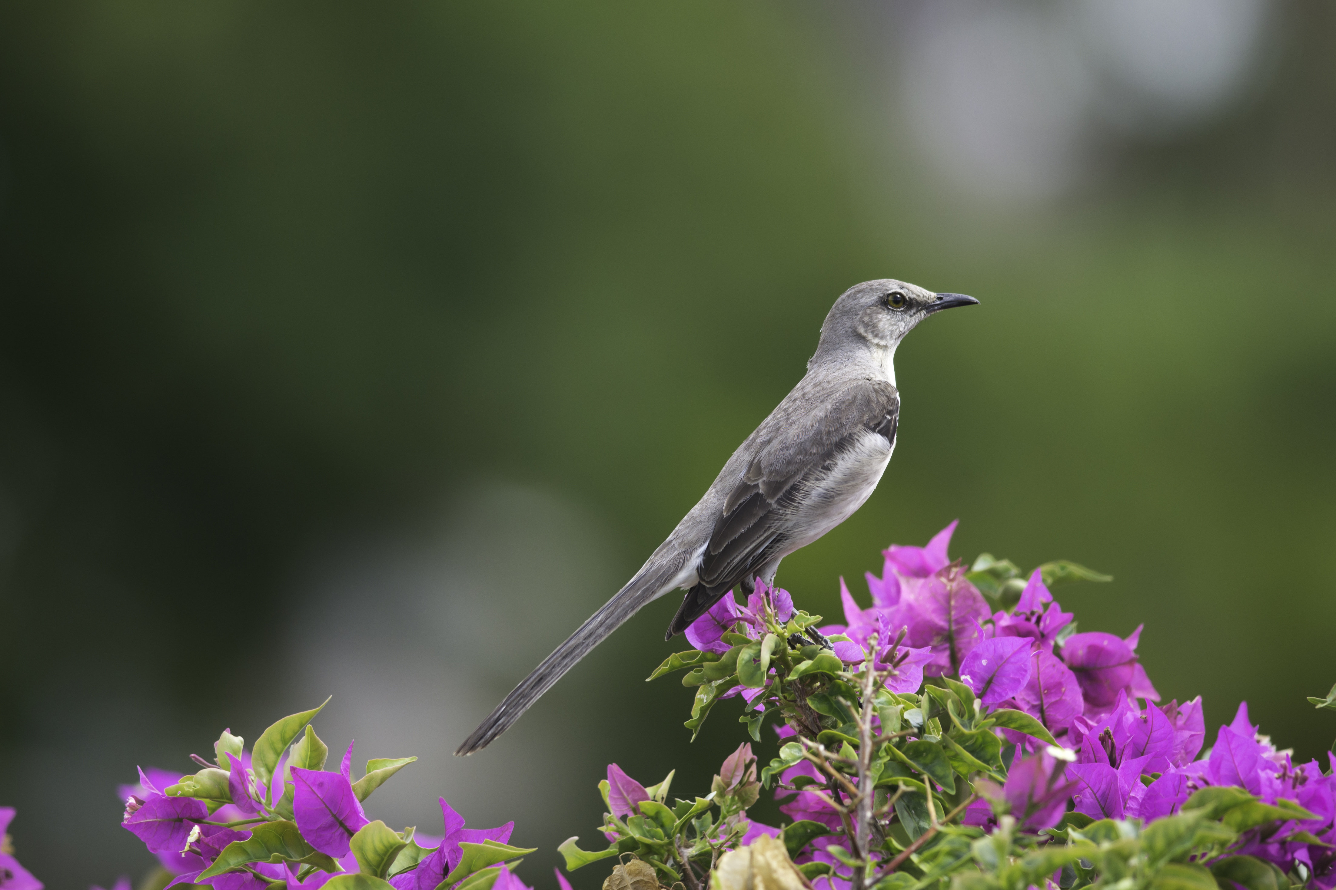 Ebern Designs Northern Mockingbird - Wayfair Canada