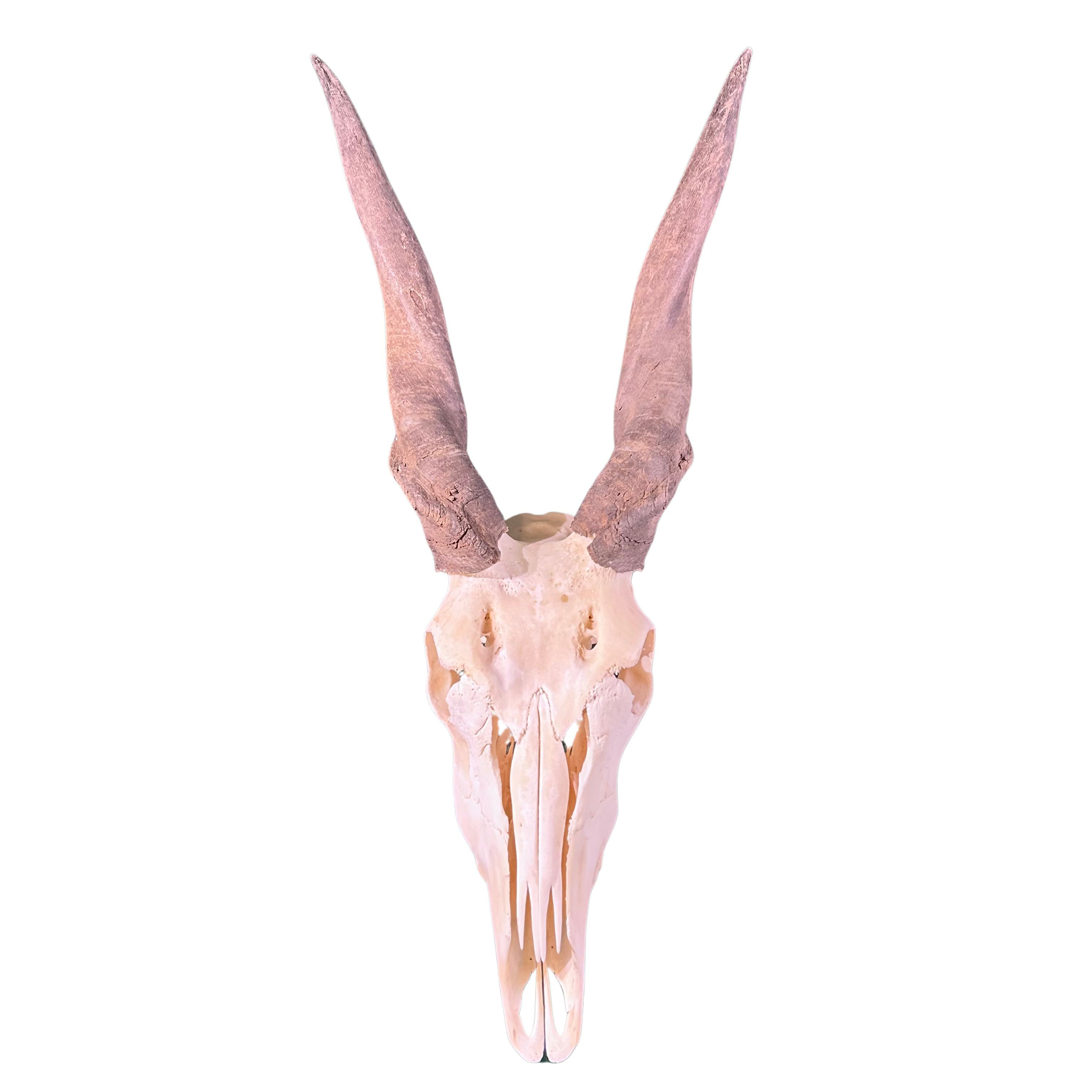 Foundry Select Real Male Eland Antelope Skull | Wayfair
