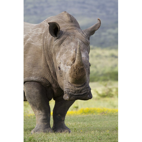 Ebern Designs White Rhinoceros On Canvas by Jasonprince Print | Wayfair
