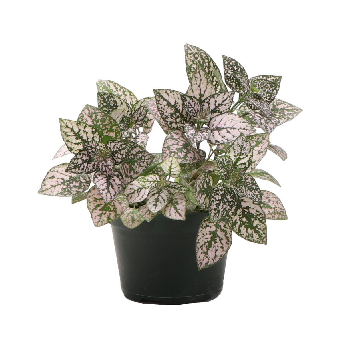 Thorsen's Greenhouse Live Pink Splash Plant & Reviews | Perigold