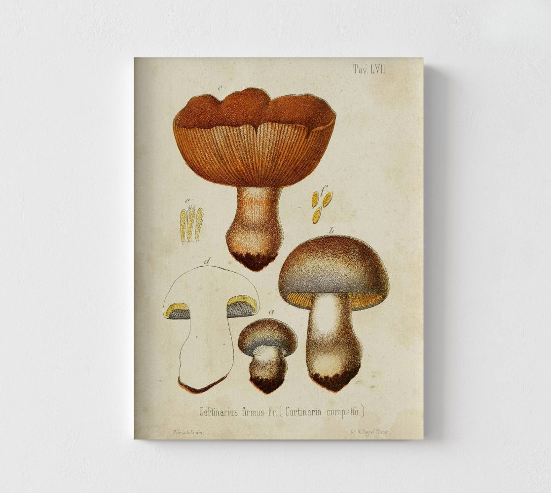 WeFrameArt Mushroom Varieties I By Unknown, Fungi Poster Library Print ...