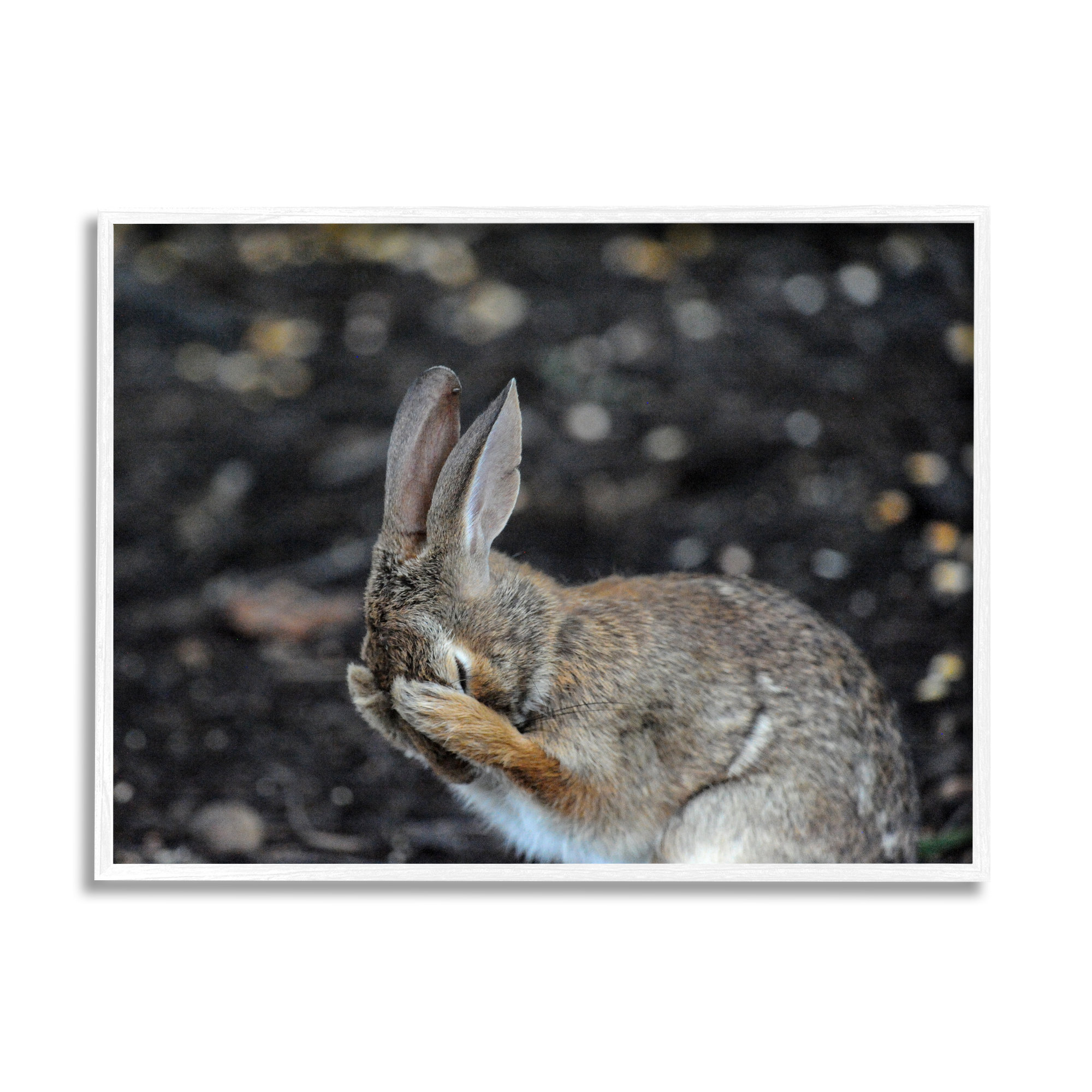 Stupell Industries Embarrassed Rabbit Photograph Framed Giclee Art by ...